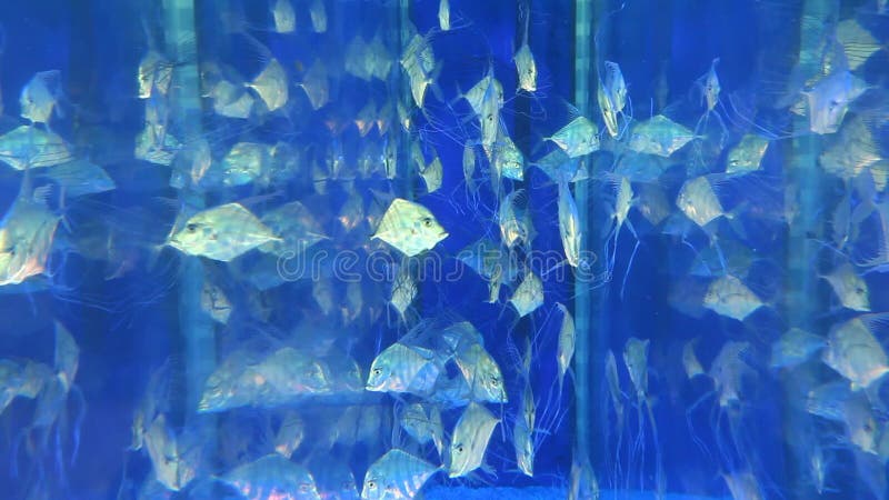 Indian Threadfish Fish in Aquarium Stock Footage - Video of mirror ...