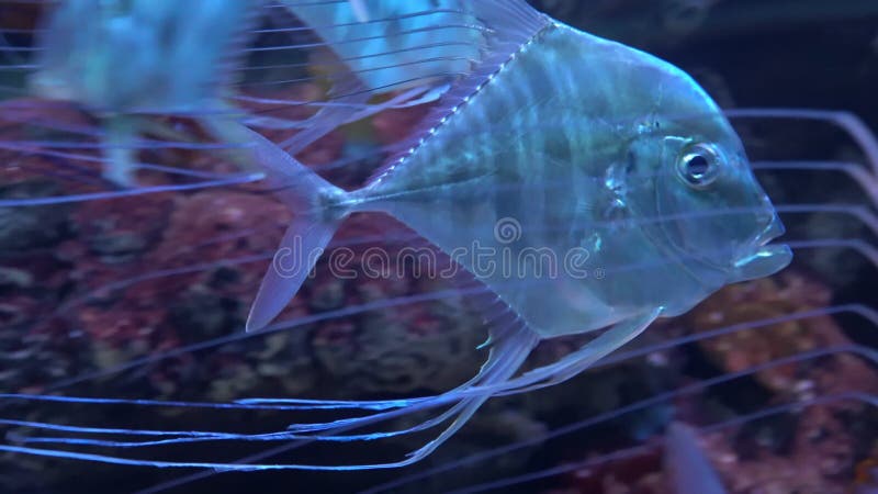 Indian Threadfish Fish in Aquarium Stock Footage - Video of mirror ...