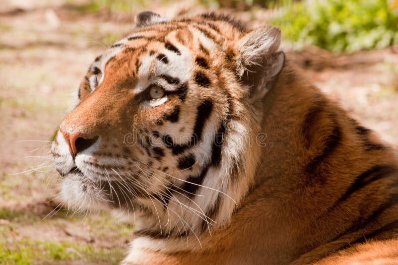 Side View Tiger Head Stock Images - Download 283 Royalty Free Photos