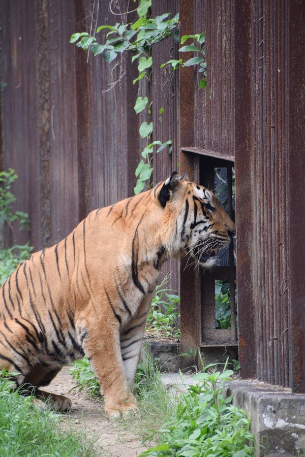Indian tiger in a cage stock image. Image of large, animal - 254698063