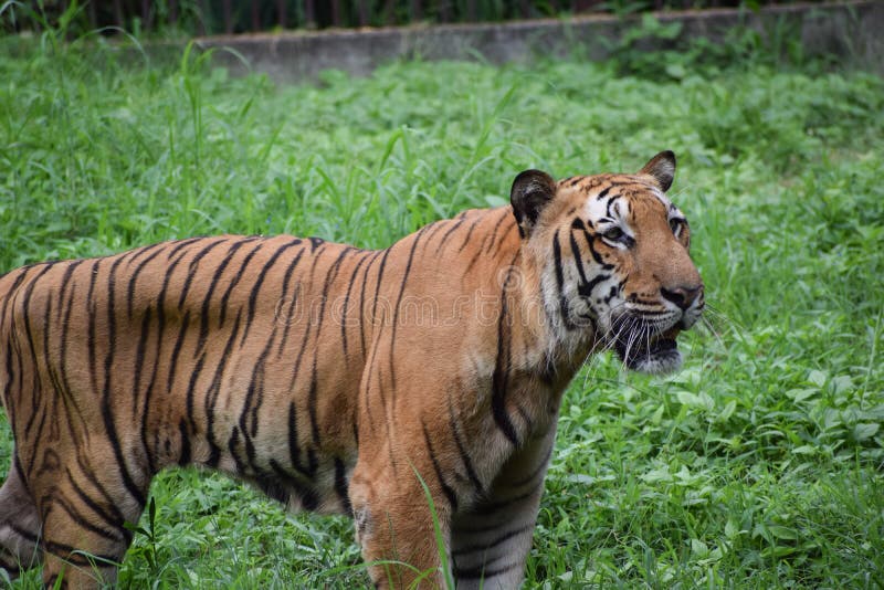 Indian Tiger is Standing on a Grass Field Stock Photo - Image of head ...