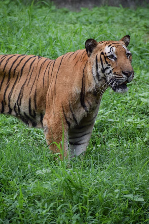 Indian Tiger is Standing on a Grass Field Stock Image - Image of forest ...