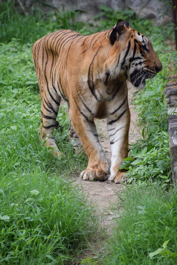 Indian Tiger is Standing on a Grass Field Stock Photo - Image of forest ...