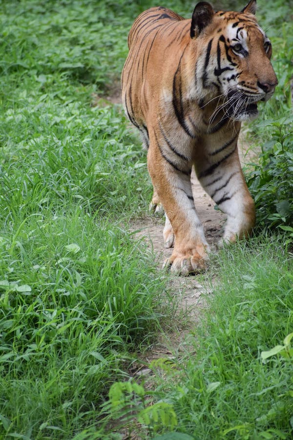 Indian Tiger is Standing on a Grass Field Stock Photo - Image of nature ...