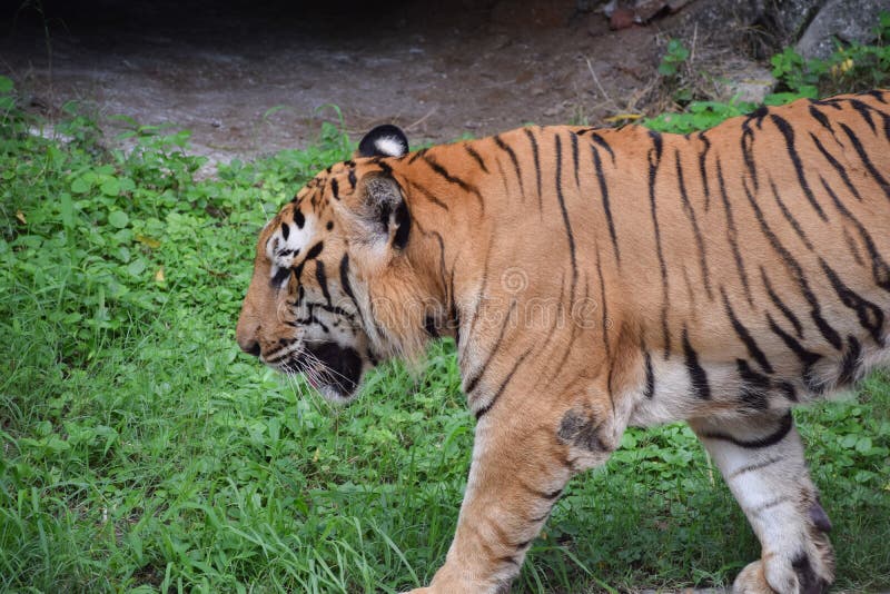 Indian Tiger is Standing on a Grass Field Stock Image - Image of field ...