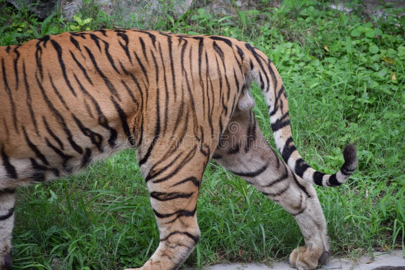 Indian Tiger is Standing on a Grass Field Stock Image - Image of away ...