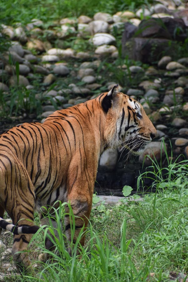 Indian Tiger is Standing on a Grass Field Stock Image - Image of away ...