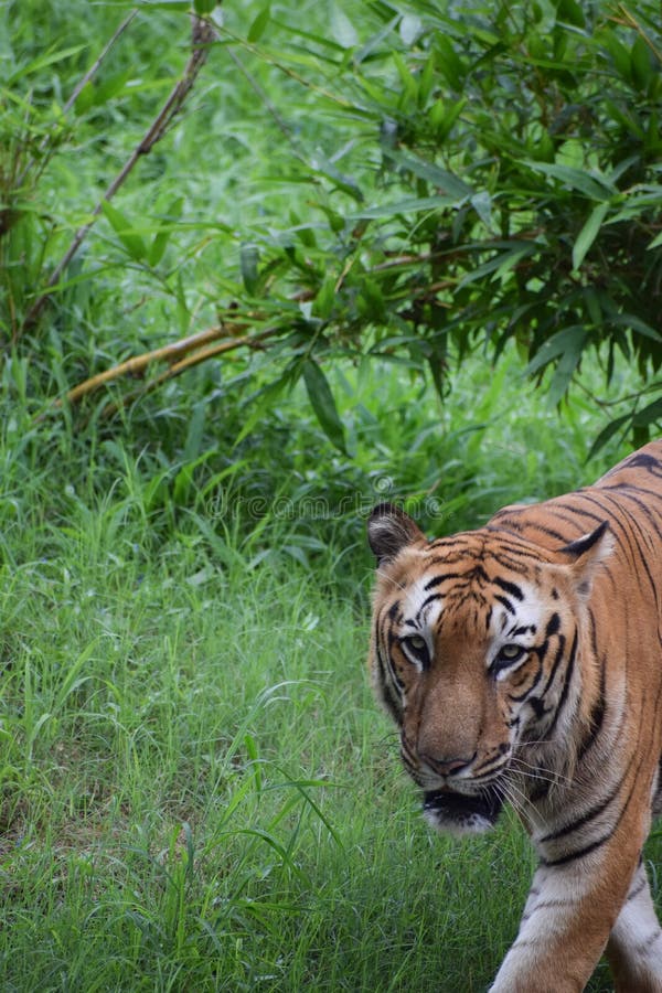 Indian Tiger is Standing on a Grass Field Stock Image - Image of ...