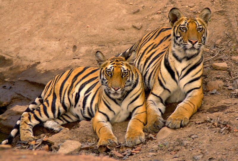 53+ Indian tigers Free Stock Photos - StockFreeImages