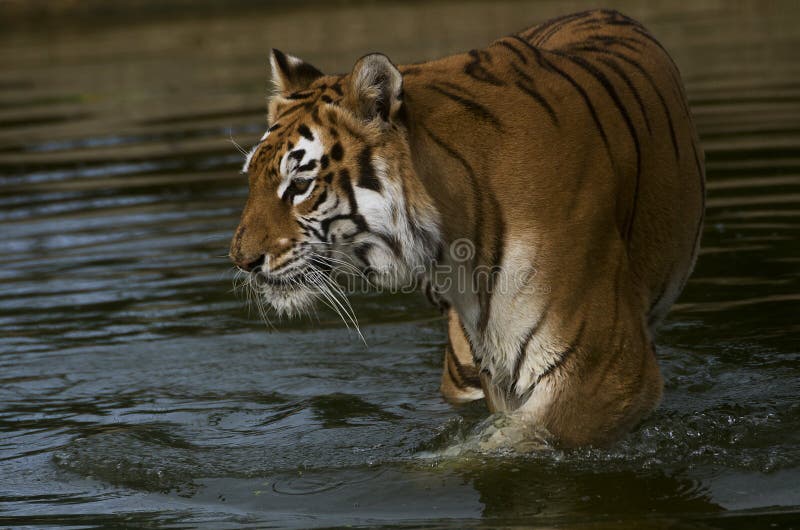 Indian Tigress stock image. Image of animal, tigress - 33976393