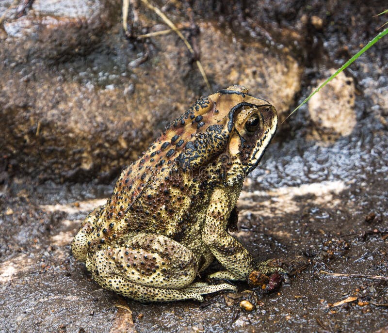 Indian Toad, Duttaphrynus Melanostictus, Mulshi, Maharashtra Stock ...