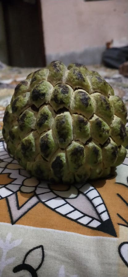 Indian Traditional Fruit is Sitafal Stock Image - Image of bring, bath ...