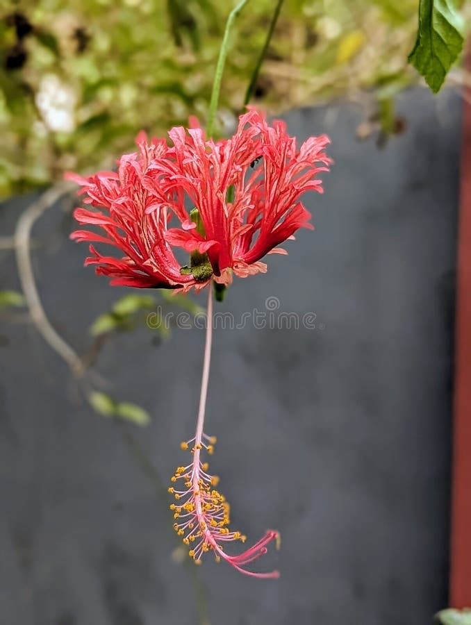 Indian Traditional Hibiscus Flower Stock Photo - Image of indian ...