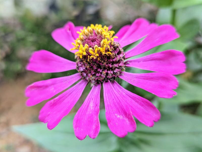 Indian Traditional Poo Flower Stock Photo - Image of indian, flow ...