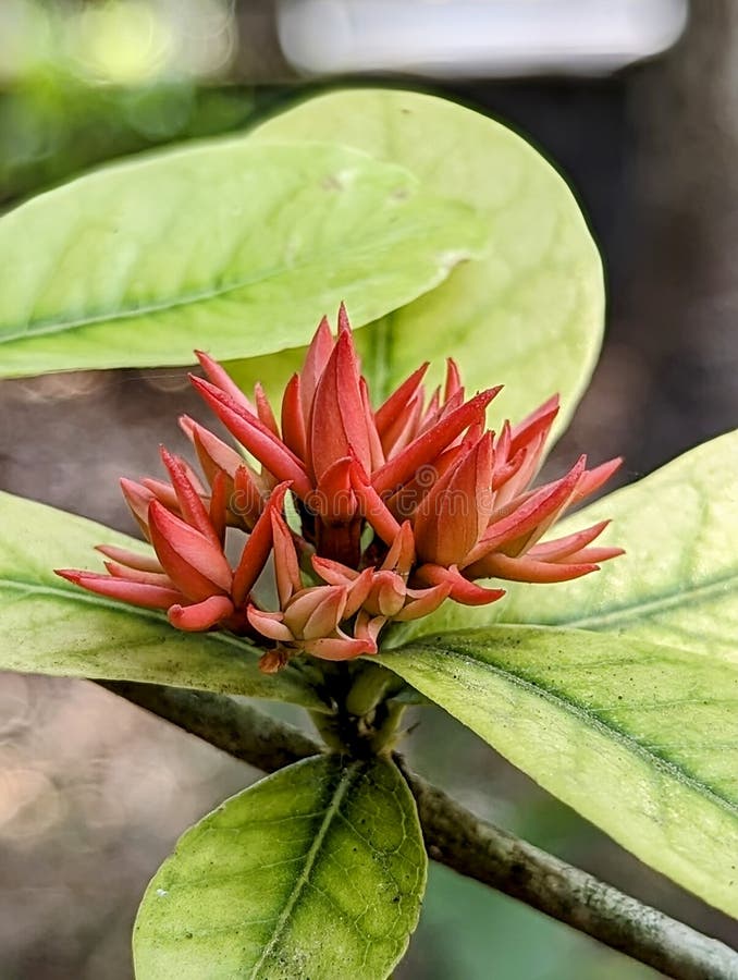 Indian Traditional Thechi Poo Stock Photo - Image of traditional ...