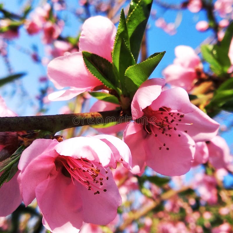 Indian Tree Fruit Pink Flowers Stock Photo - Image of cherry, hille ...