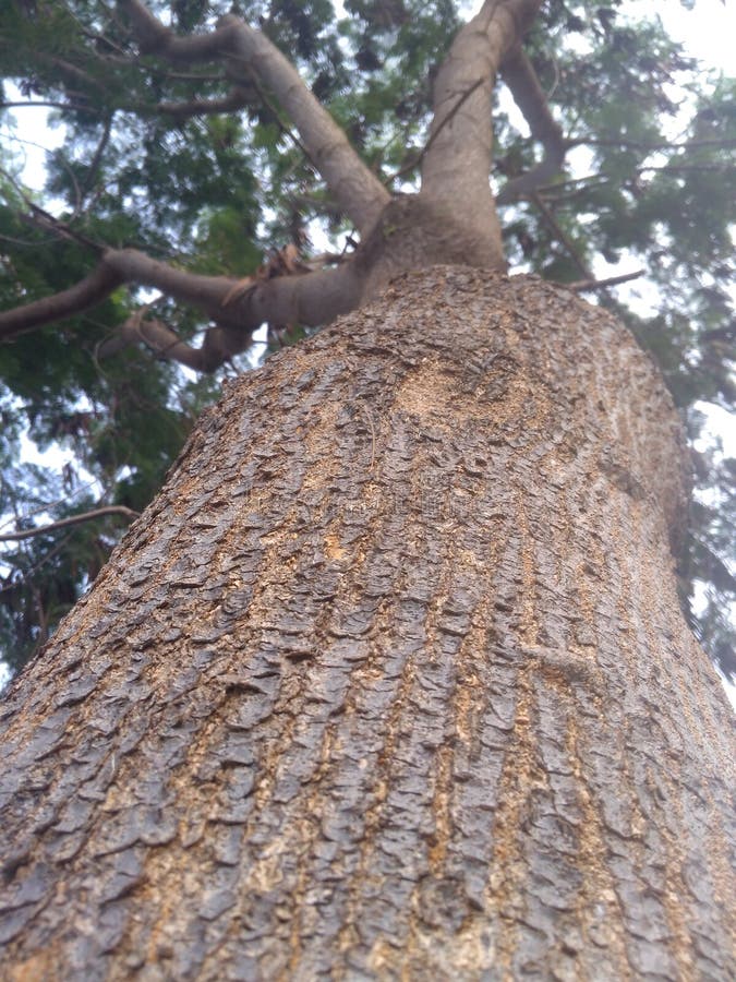 Indian Tree are Capture the Bottom To Top View of Wood Stock Photo ...