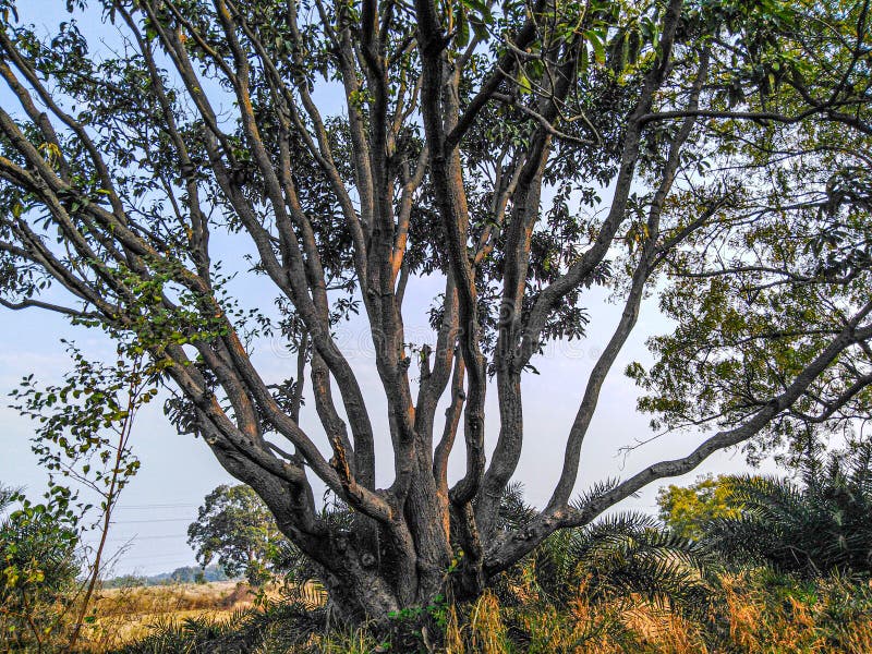 A Indian Tree Capture in the Forest Stock Image - Image of taxture ...
