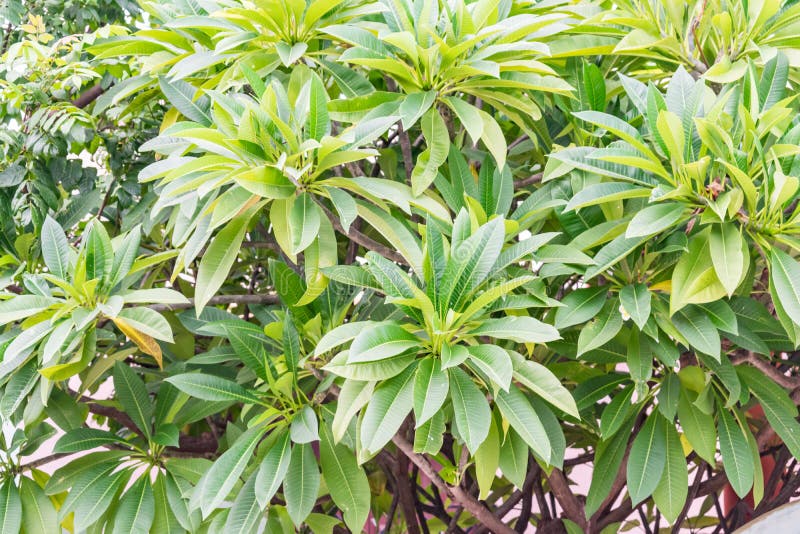 Indian Ficus Tree Banyan Tree with Leaf and Branches ,blur Green Back ...