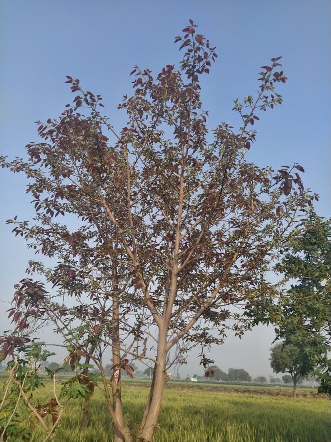 Indian tree stock photo. Image of village, tree, indian - 175681290