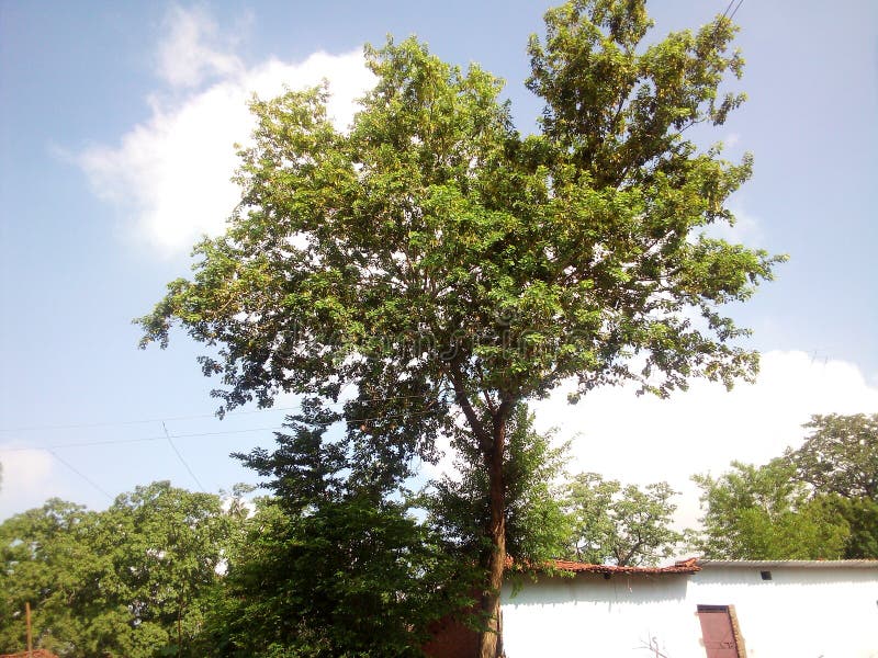 Indian Tree and Greenery of Nature Stock Image - Image of everyone ...