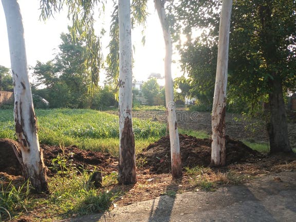 Indian tree land gober stock photo. Image of gober, tree - 192599588