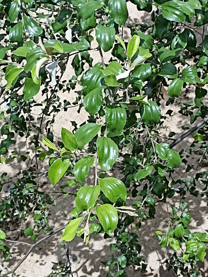 Indian tree leaves stock photo. Image of indi, fruit - 251356792