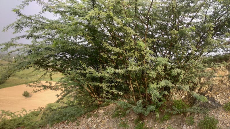 The Tree of Babool (keekar) Stock Image - Image of fruit, garden: 228155959