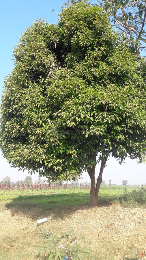 1,187 Tree Bor Stock Photos - Free & Royalty-Free Stock Photos from ...