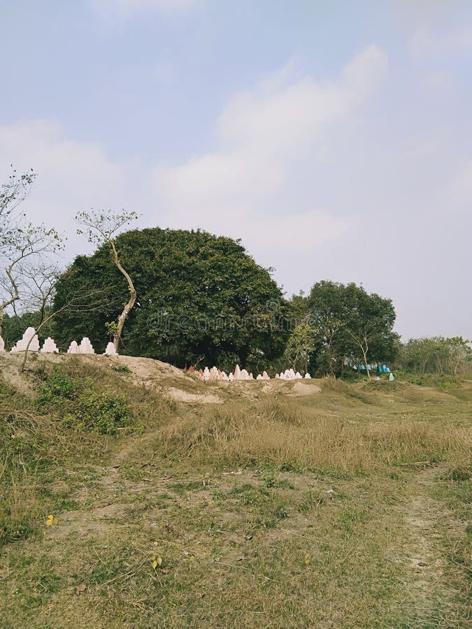 Indian tree nice looking stock photo. Image of looking - 170265458