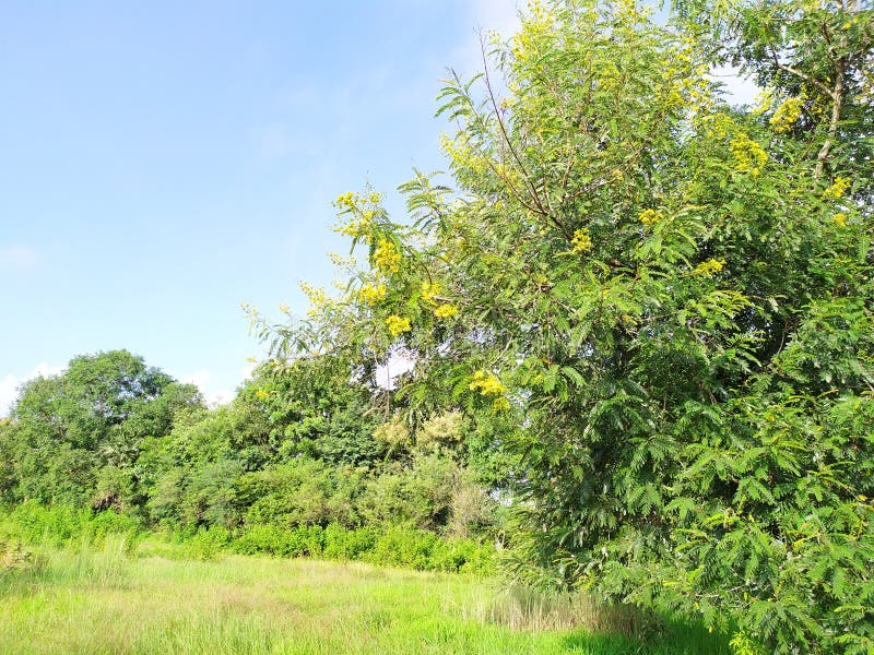 Indian tree pic stock image. Image of nature, garden - 228533347