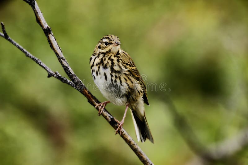 Indian Tree Pipit â€“ Anthus Hodgsoni Yunnanensis Stock Photo - Image ...
