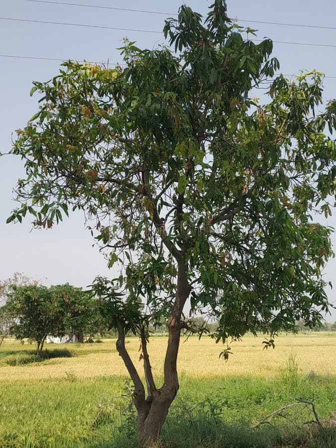 Indian Tree Plan in Agriculture Land Stock Photo - Image of trunk ...