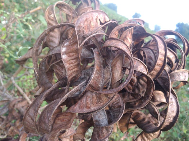 Indian tree seed farm stock image. Image of small, seed - 167030753