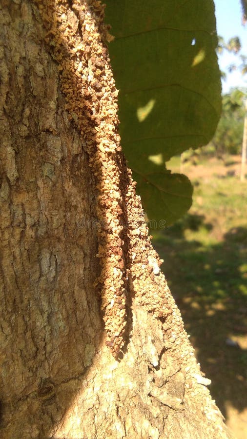 Sigun Tree Stock Photos - Free & Royalty-Free Stock Photos from Dreamstime