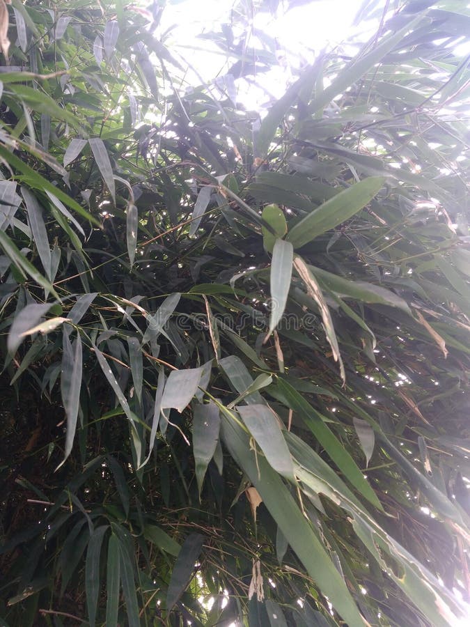 Indian Tree are Capture the Bottom To Top View of Wood Stock Photo ...