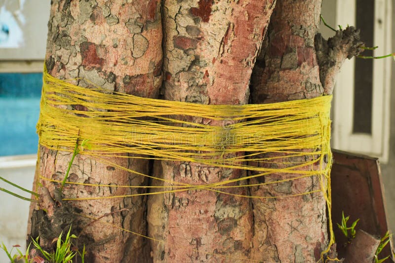 Indian Tree with Thread Along Its Trunk with Faith in God Stock Image ...