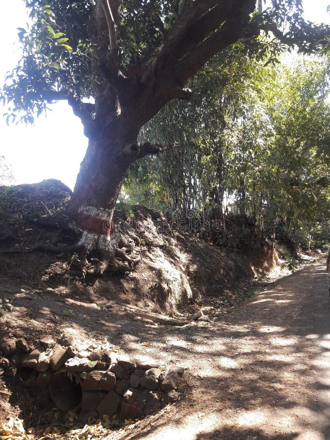 Indian tree at the top stock image. Image of branches - 174868005