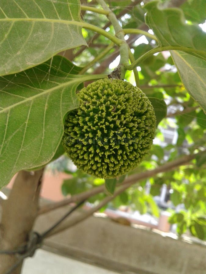 Patola Vegetable Stock Photos - Free & Royalty-Free Stock Photos from ...