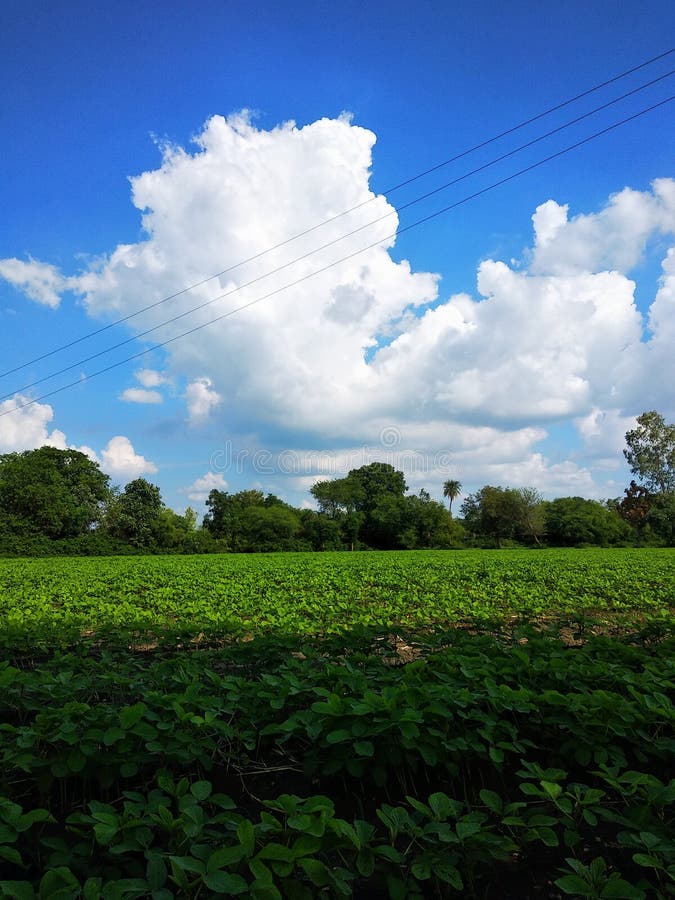 Indian Trees Sky Blue and White Stock Image - Image of indian, blue ...