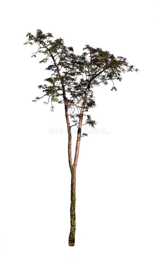 Indian trumpet vine flower stock photo. Image of indian - 279281150