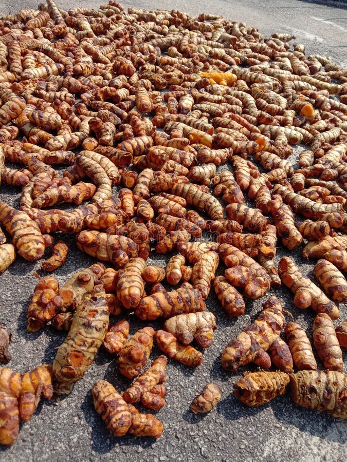 Indian Turmeric Turimp Drying Process Stock Photos - Free & Royalty ...