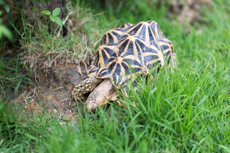Indian turtle stock photo. Image of wildlife, star, mammal - 109850376