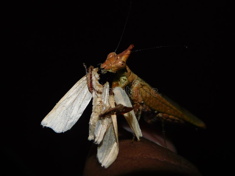 Indian Unicorn Boxer Praying Mantis Eating a Moth Butterfly Stock Photo ...
