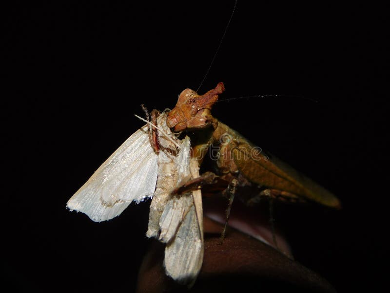 Indian Unicorn Boxer Praying Mantis Eating a Moth Butterfly Stock Image ...