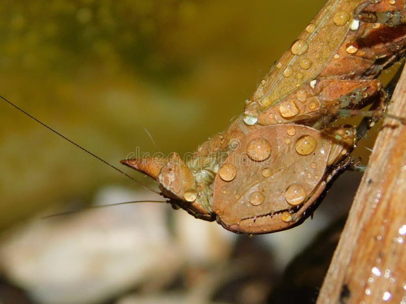 Indian Unicorn Boxer Praying Mantis Stock Image - Image of mantis ...
