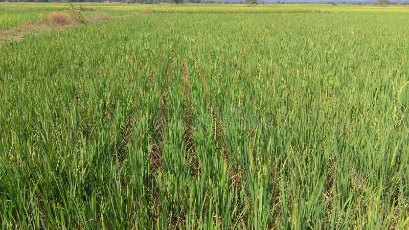 Indian vast paddy field stock photo. Image of indian - 210706852