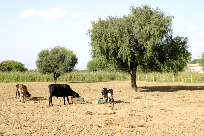 Indian village stock image. Image of farm, tree, india - 21404141