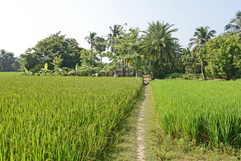 Indian Village stock photo. Image of paddy, lifestyle - 72136526