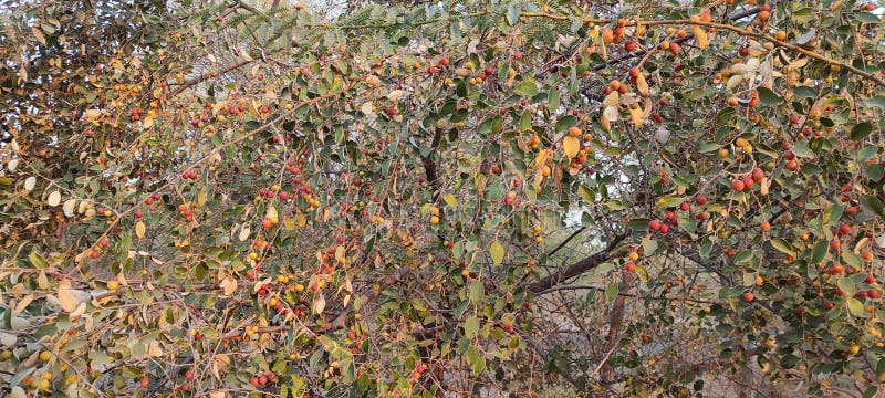 238 Ber Leaf Photos - Free & Royalty-Free Stock Photos from Dreamstime